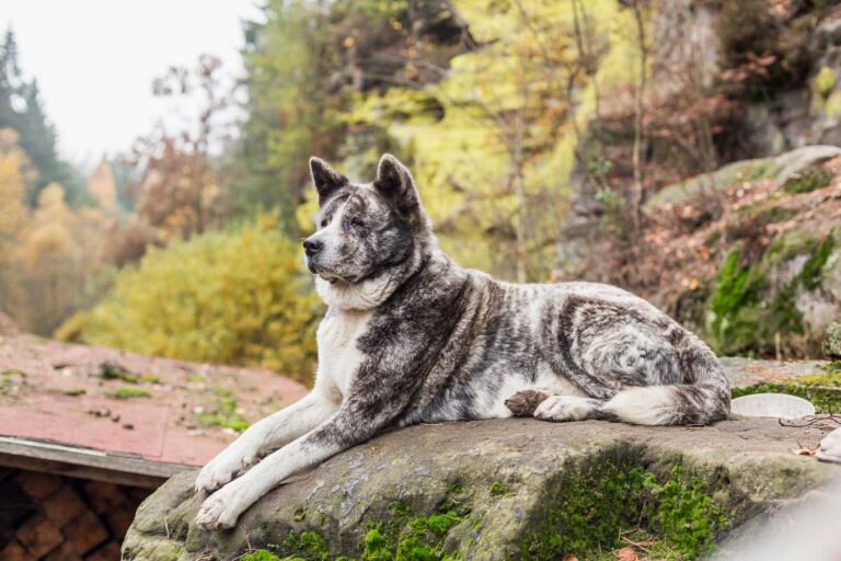 Akita German Shepherd Mix I 13 Things you Need to Know I Dog Snobs