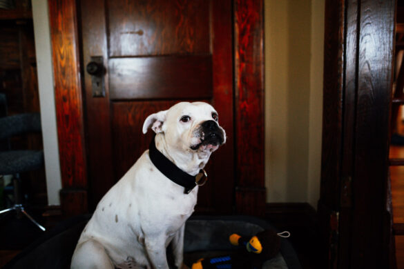 25 Dog Breeds That Look Like Pitbulls but Aren't (2022) I Dog Snobs