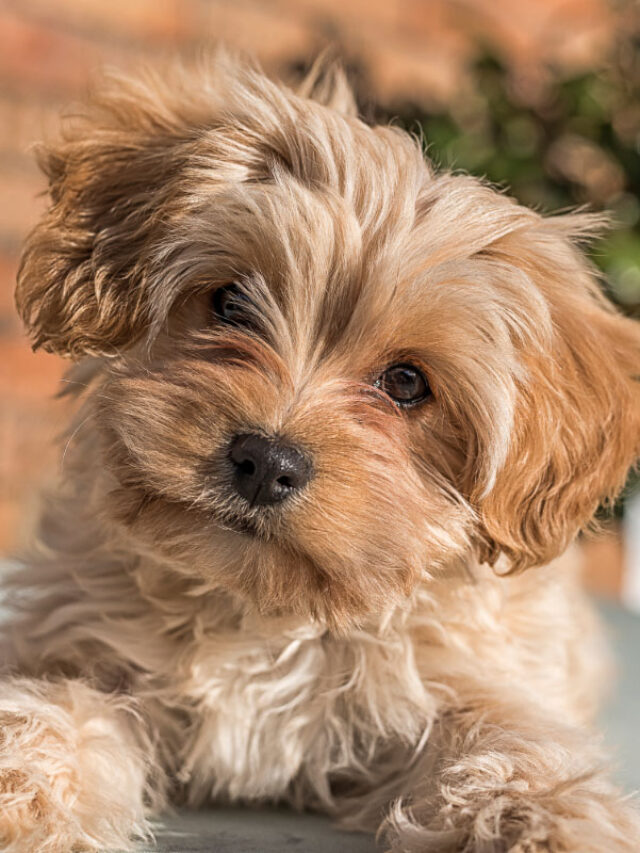 Cavapoochon: 7 Things You Need to Know Story - Thedogsnobs