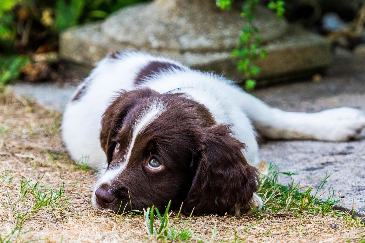 23 Spotted Dog Breeds You'll Love (2022) I Dog Snobs