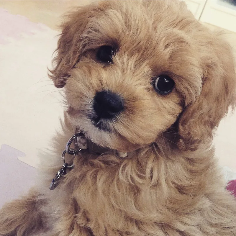 Is A Cavapoochon Hypoallergenic