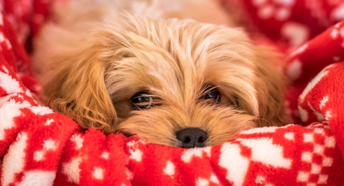 Cavapoochon (2022) 7 Things You Need to Know I Dog Snobs