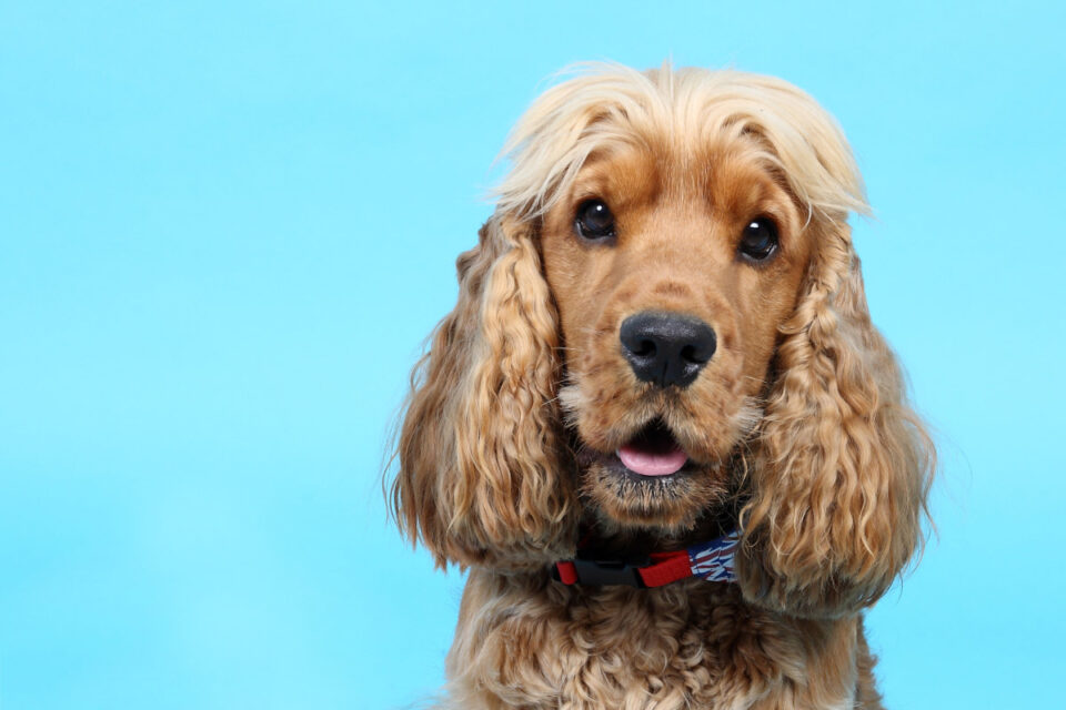 17 Smartest Small Dogs (2023) You'll Love I Dog Snobs