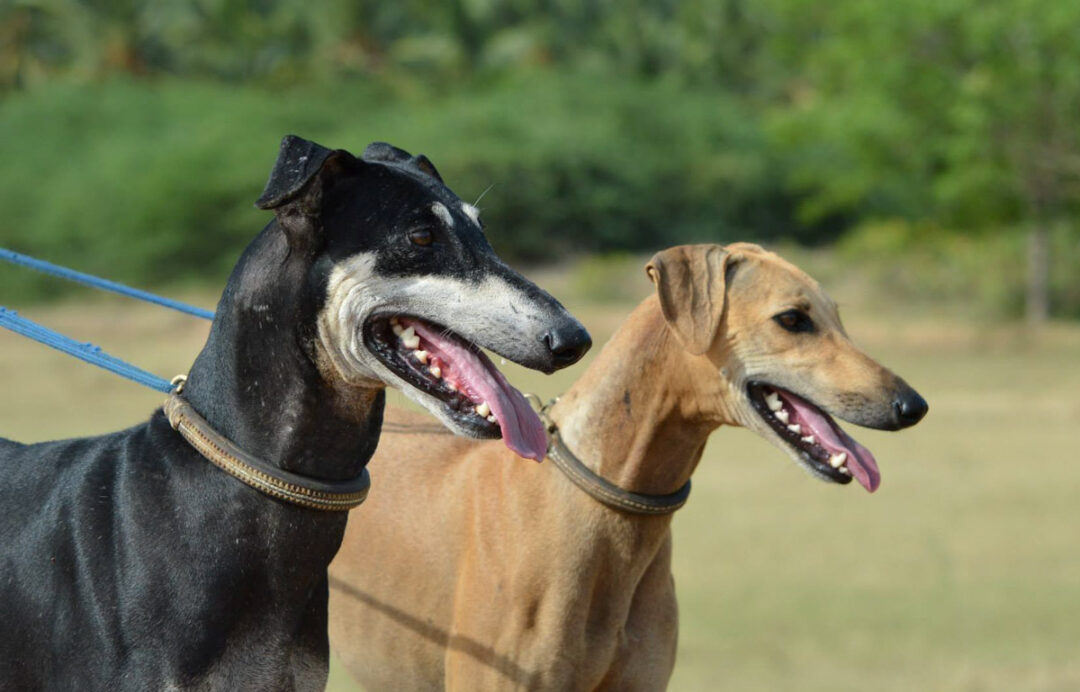 23 Best Indian Dog Breeds (2022) You'll Love I Dog Snobs