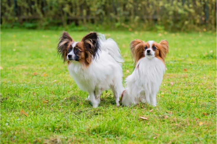 17 Smartest Small Dogs (2023) You'll Love I Dog Snobs