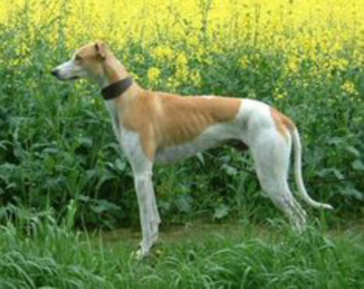23 Best Indian Dog Breeds (2022) You'll Love I Dog Snobs