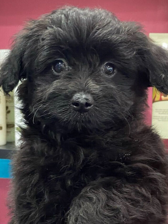 Pomapoo Dogs 13 Things You Need to Know Story - Thedogsnobs