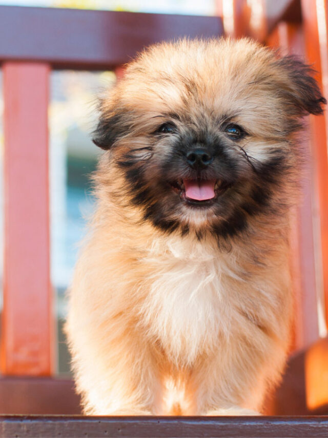 Shih Tzu Pomeranian 13 Things Owners Need to Know Story - Thedogsnobs