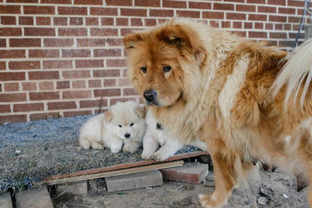 Chow Chow Husky (2022) 20 Things All Owners Should Know I Dog Snobs