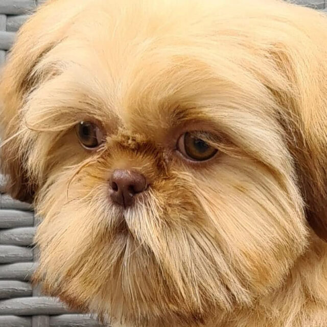 Shih Tzu Mini (2022) 13 Things to Know About Your Teacup Shih Tzu I Dog ...