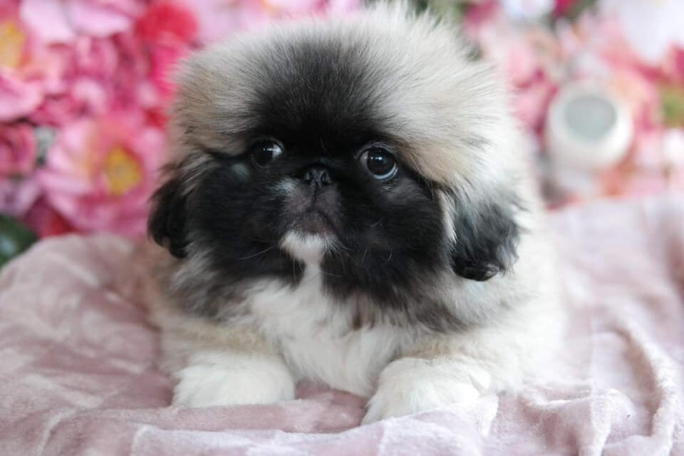 Shih Tzu Mini (2022) 13 Things to Know About Your Teacup Shih Tzu I Dog ...