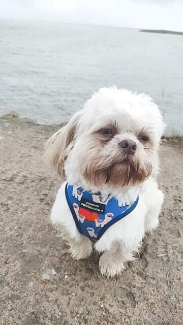 Shih Tzu Mini (2022) 13 Things to Know About Your Teacup Shih Tzu I Dog ...