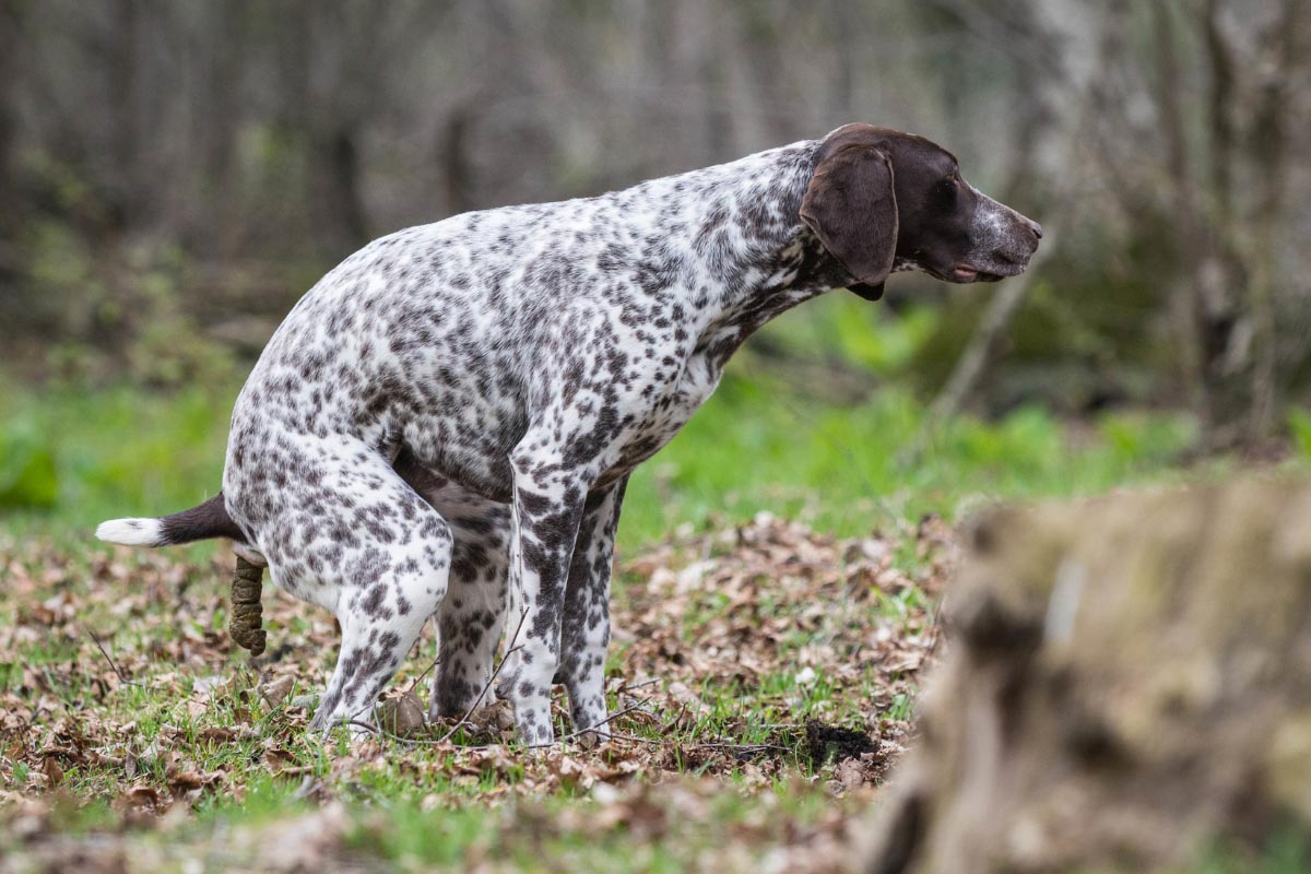 Why Do Dogs Eat Poop? (2023) I Everything You Need to Know I Dog Snobs