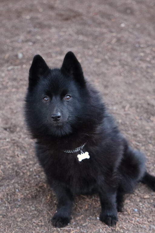 17 Smartest Small Dogs (2023) You'll Love I Dog Snobs