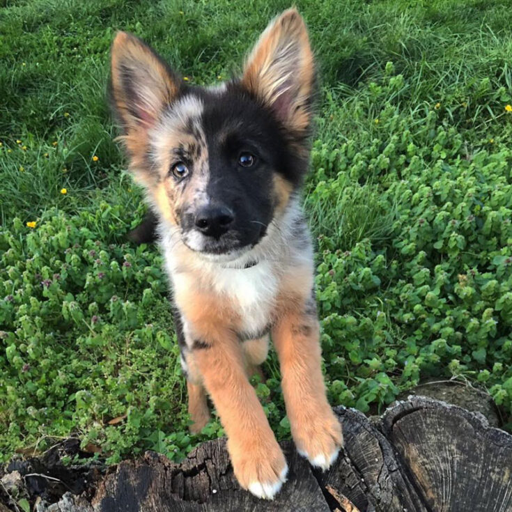 German Shepherd Australian Shepherd Mix (2022) I 10 Things You Need to ...