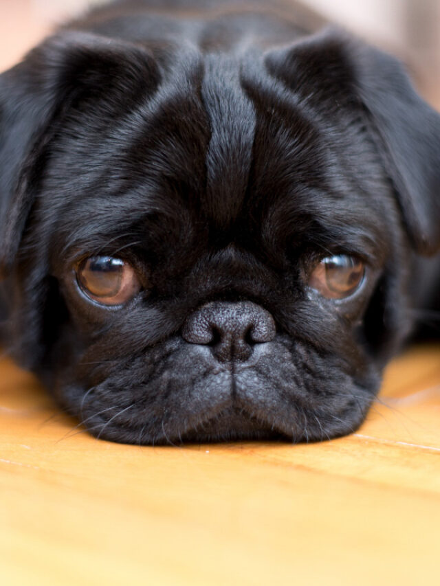 39 Black Dog Breeds You’ll Adore Story - Thedogsnobs