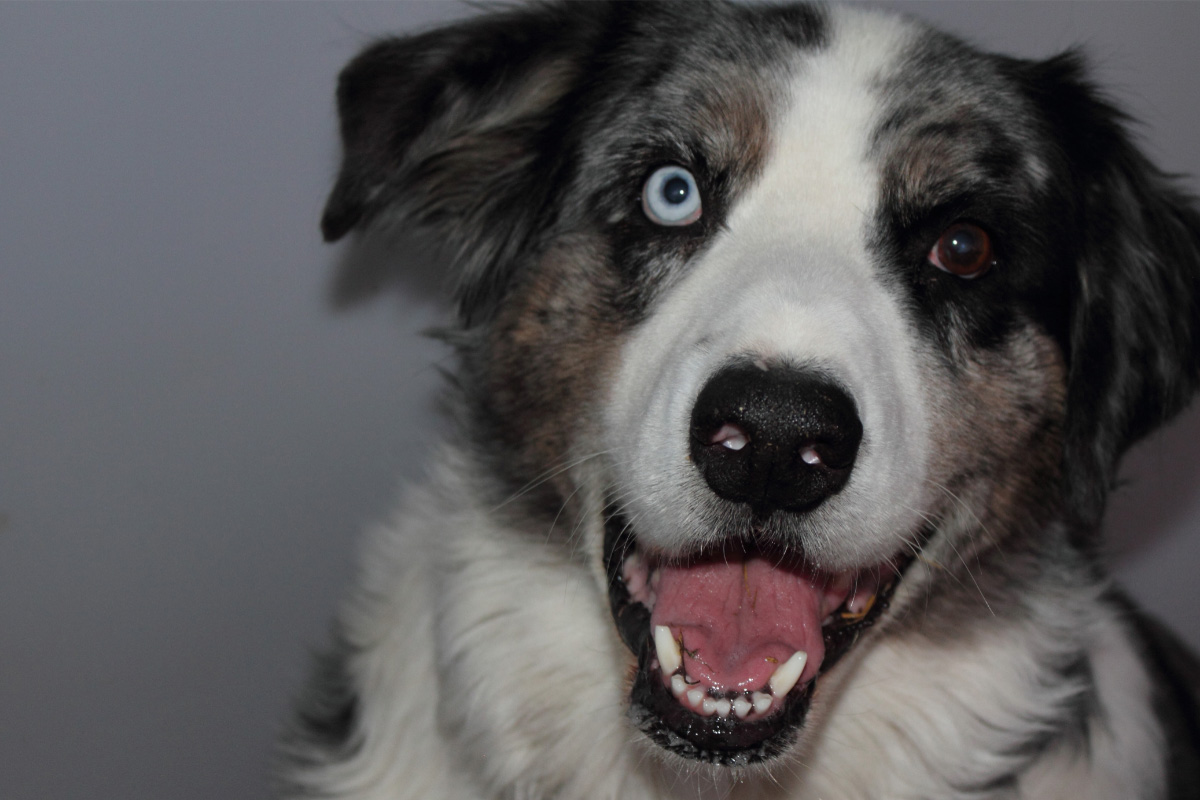 Why Do Dogs Wink? (2022) 10 Reasons I Dog Snobs