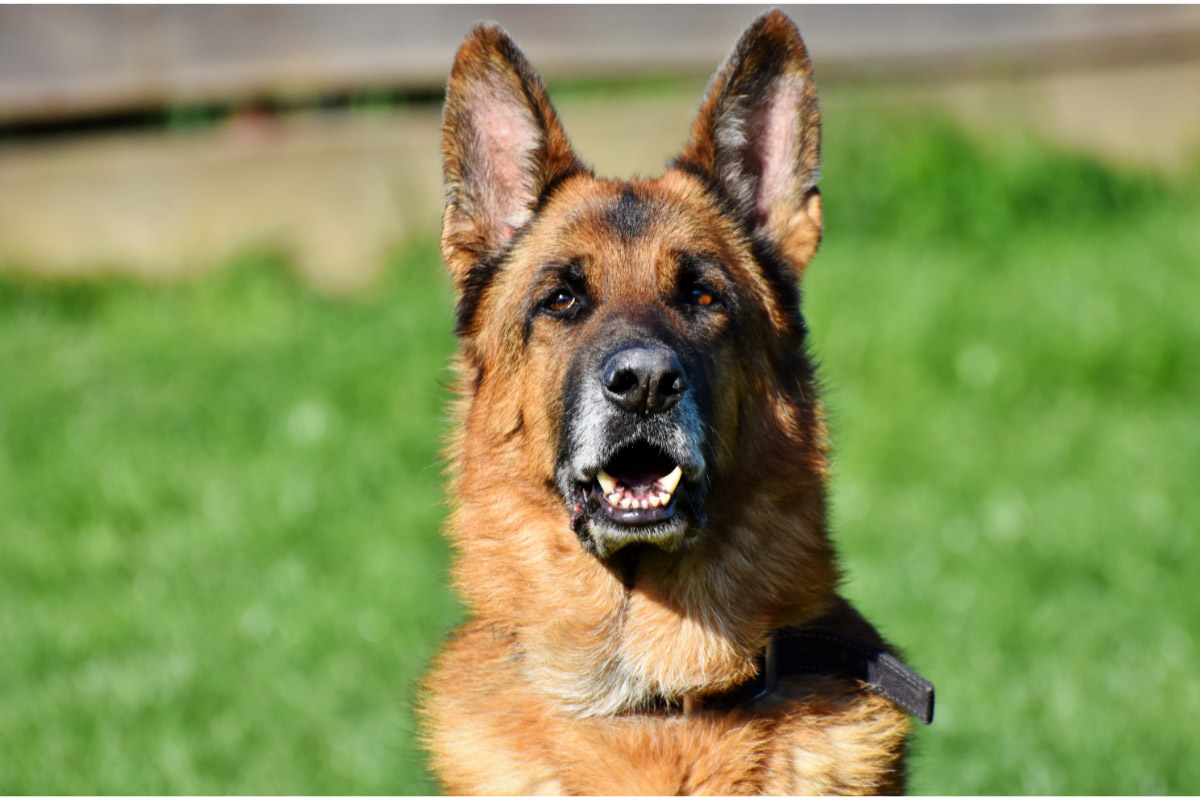 Corgi German Shepherd Mix Everything Owners Need To Know I Dog Snobs