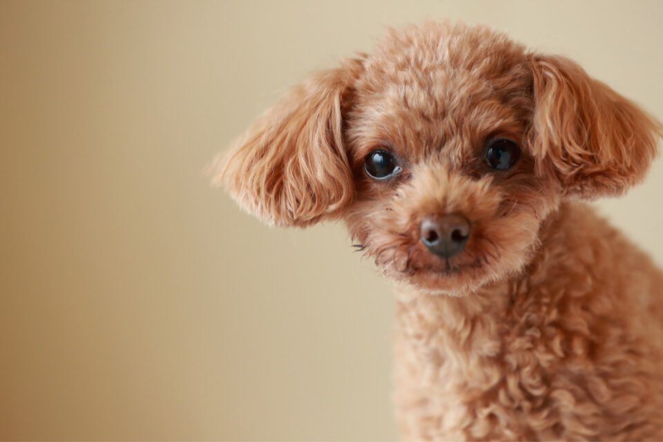 Toy Poodle Temperament (2022) I 15 Key Things to Know I Dog Snobs