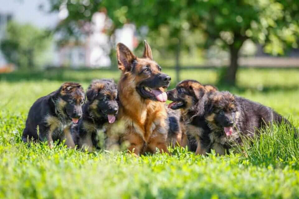Akita German Shepherd Mix I 13 Things you Need to Know I Dog Snobs