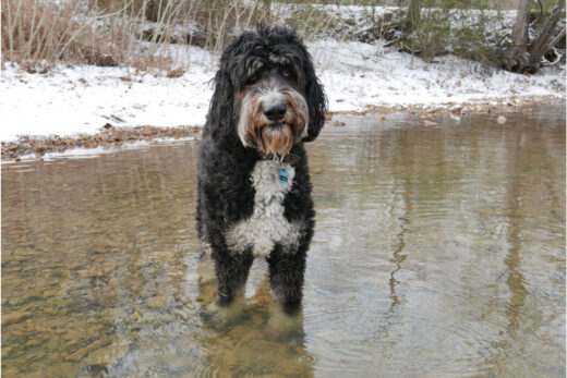 Bernese Mountain Dog Poodle Mix (2022) | Everything You Need to Know ...