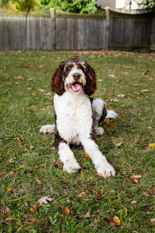 Bernese Mountain Dog Poodle Mix (2022) | Everything You Need to Know ...