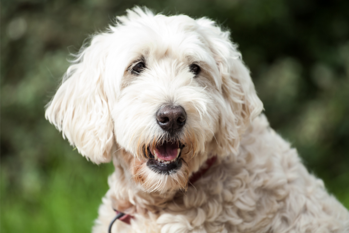 What is a Whoodle? (2022) Everything You Need to Know I Dog Snobs