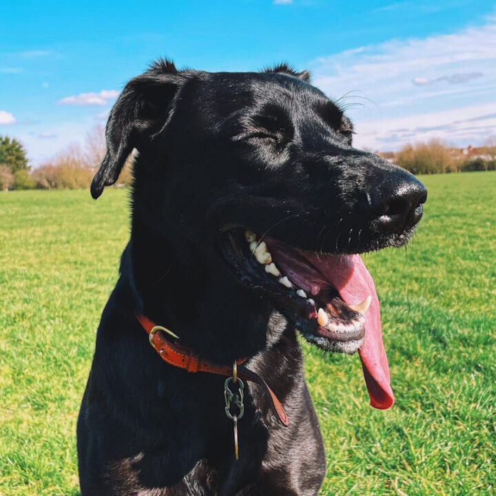Black Lab German Shepherd Mix (2022): All about the Sheprador I Dog Snobs