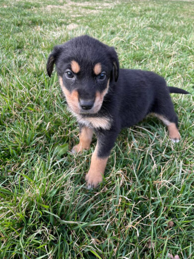 Black Lab German Shepherd Mix (2022): All about the Sheprador I Dog Snobs