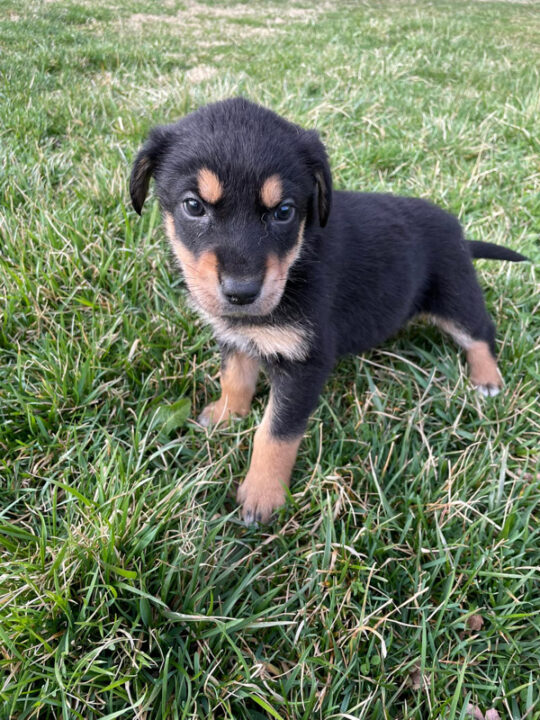 Black Lab German Shepherd Mix (2022): All about the Sheprador I Dog Snobs