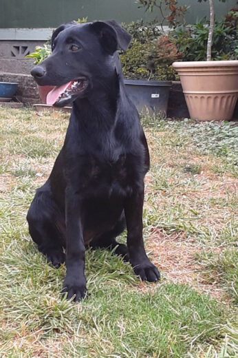 Black Lab German Shepherd Mix (2022): All about the Sheprador I Dog Snobs