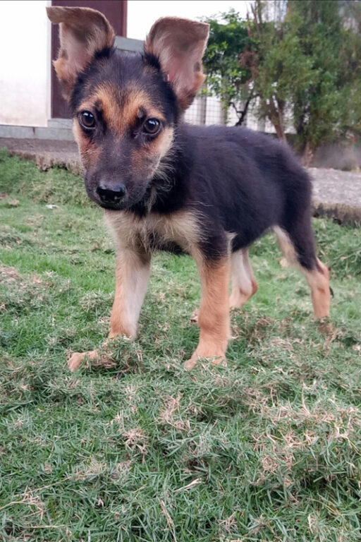 Black Lab German Shepherd Mix (2022): All about the Sheprador I Dog Snobs