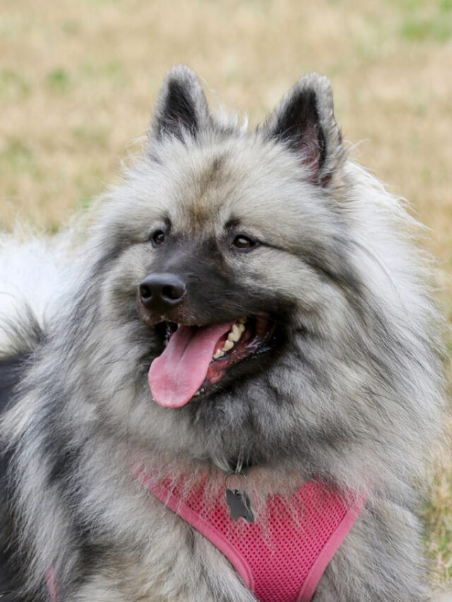 27 Dog Breeds That Look Like Bears You’ll Absolutely Love Story ...