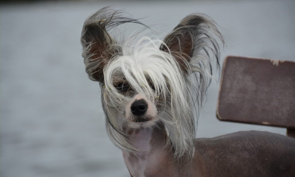 10 Bald Dog Breeds (2022) You'll Love I Dog Snobs