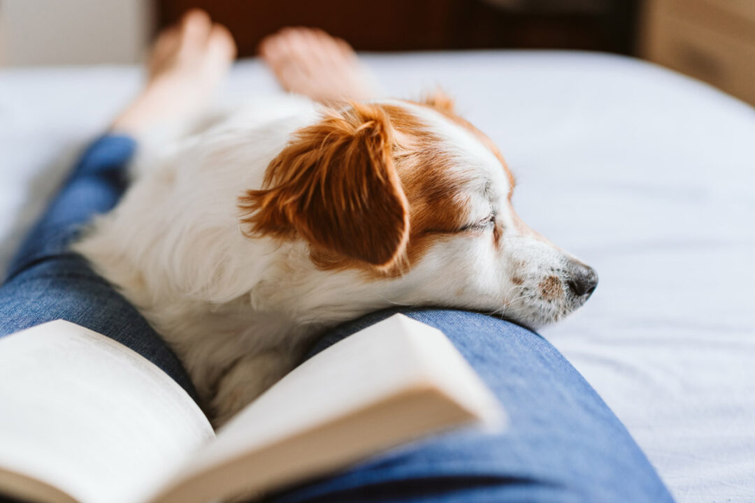 Why Do Dogs Lay On Your Feet? (2022) 8 Reasons I Dog Snobs
