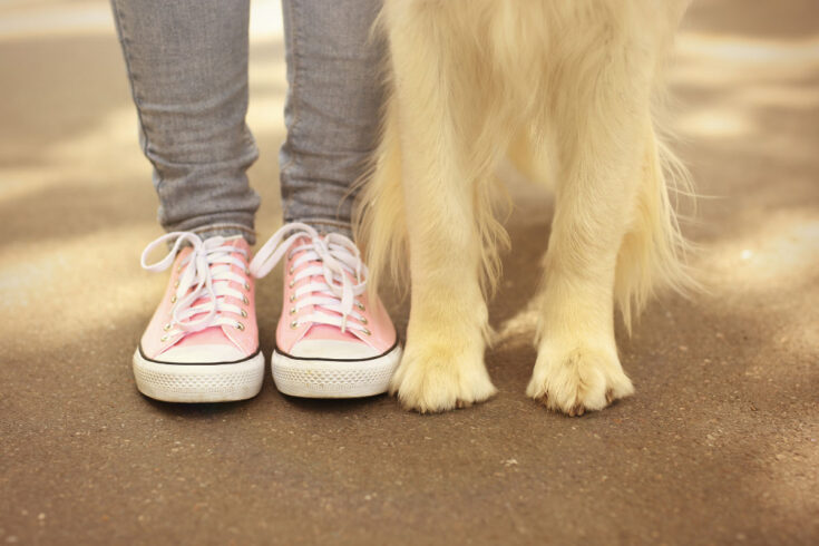 Why Do Dogs Lay On Your Feet? (2022) 8 Reasons I Dog Snobs