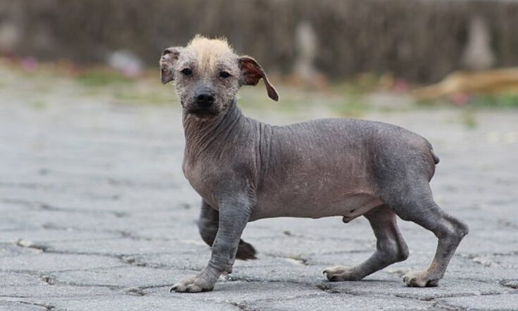 10 Bald Dog Breeds (2022) You'll Love I Dog Snobs