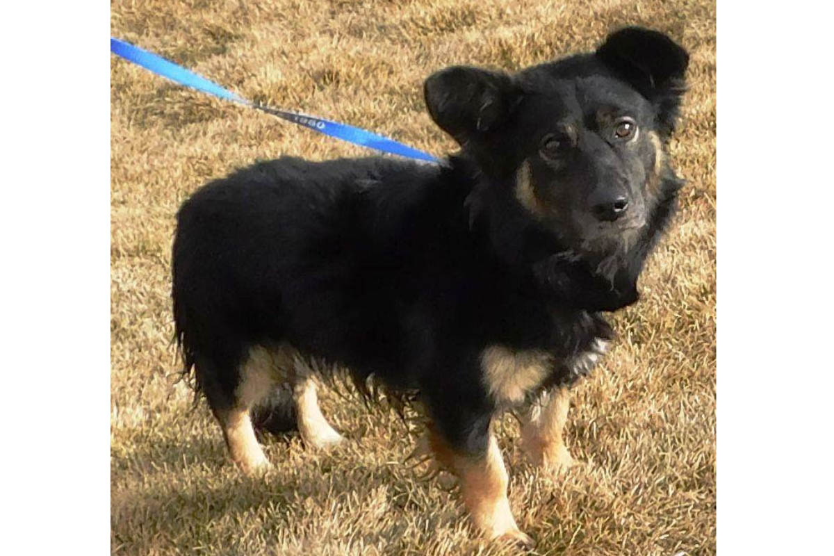 Corgi German Shepherd Mix Everything Owners Need To Know I Dog Snobs