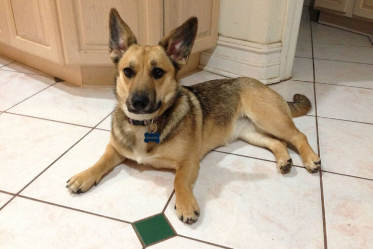 German Shepherd Corgi Mix (2022) | Everything Owners Need to Know I Dog ...