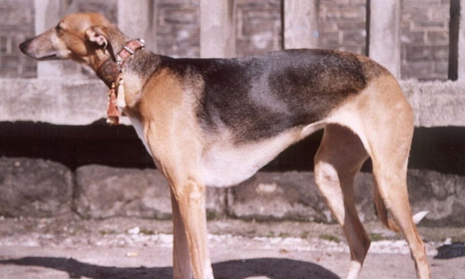 17 Tallest Dog Breeds (2023) You'll Love I Dog Snobs