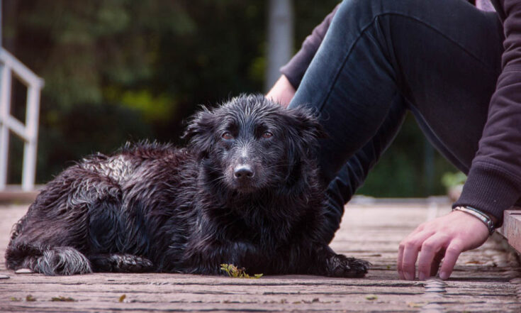 Why Do Dogs Roll On Their Backs and Wiggle? (2023) 7 Reasons I Dog Snobs